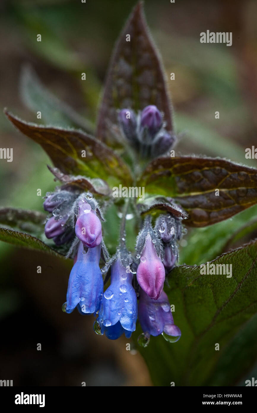 Eco tourism floral display hi-res stock photography and images - Alamy