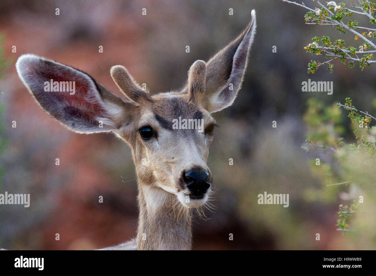This image captures a mule deer in Arches National Park, showcasing the ...
