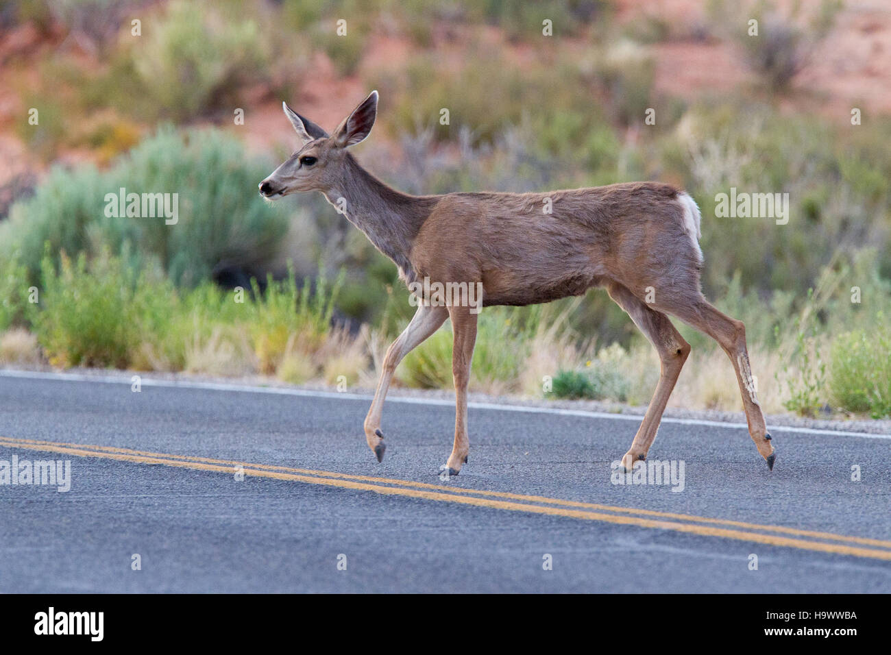 Mule Deer observed in Arches National Park, where wildlife thrives in a ...