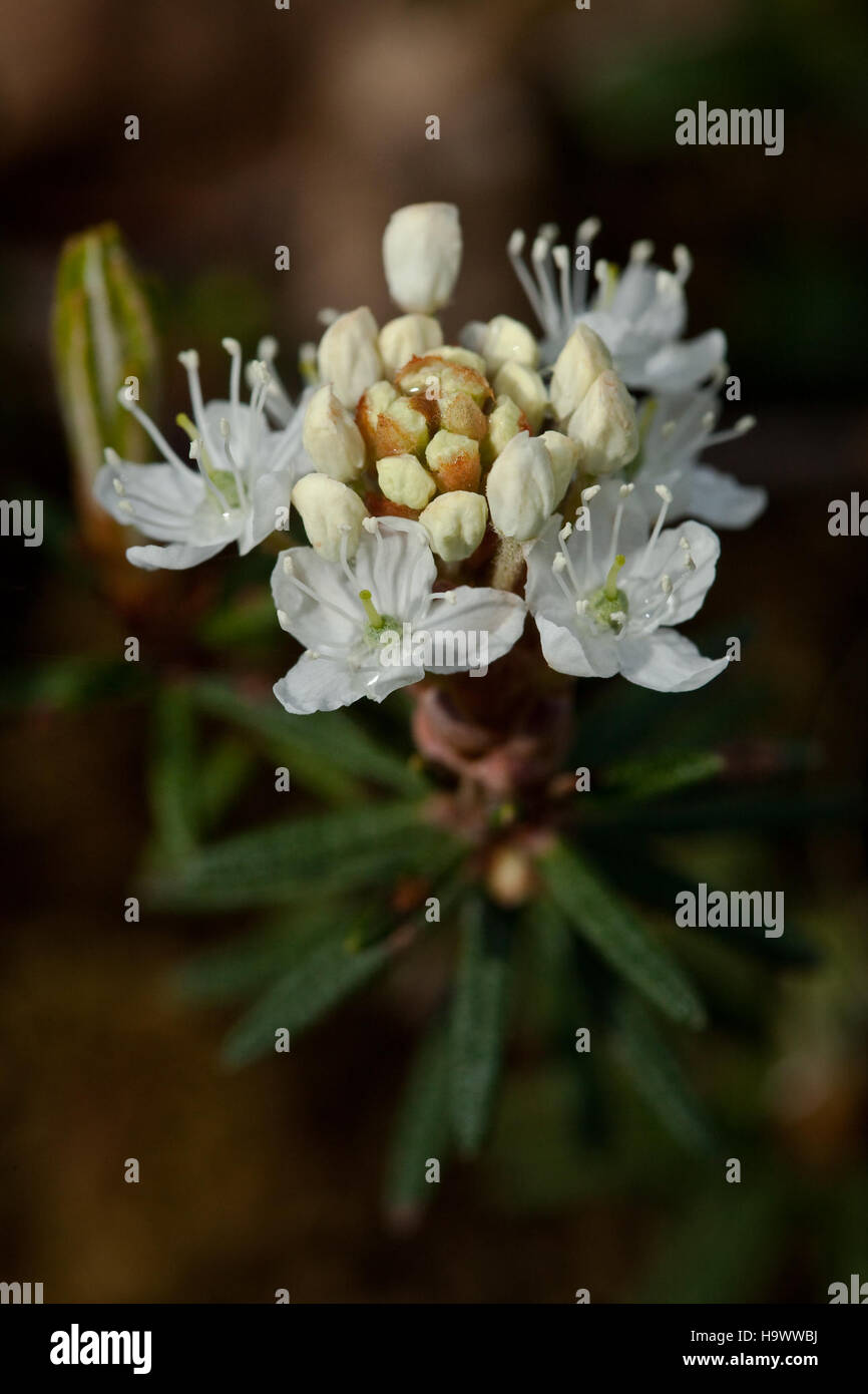 This image shows the Labrador Tea plant, found in Denali National Park ...