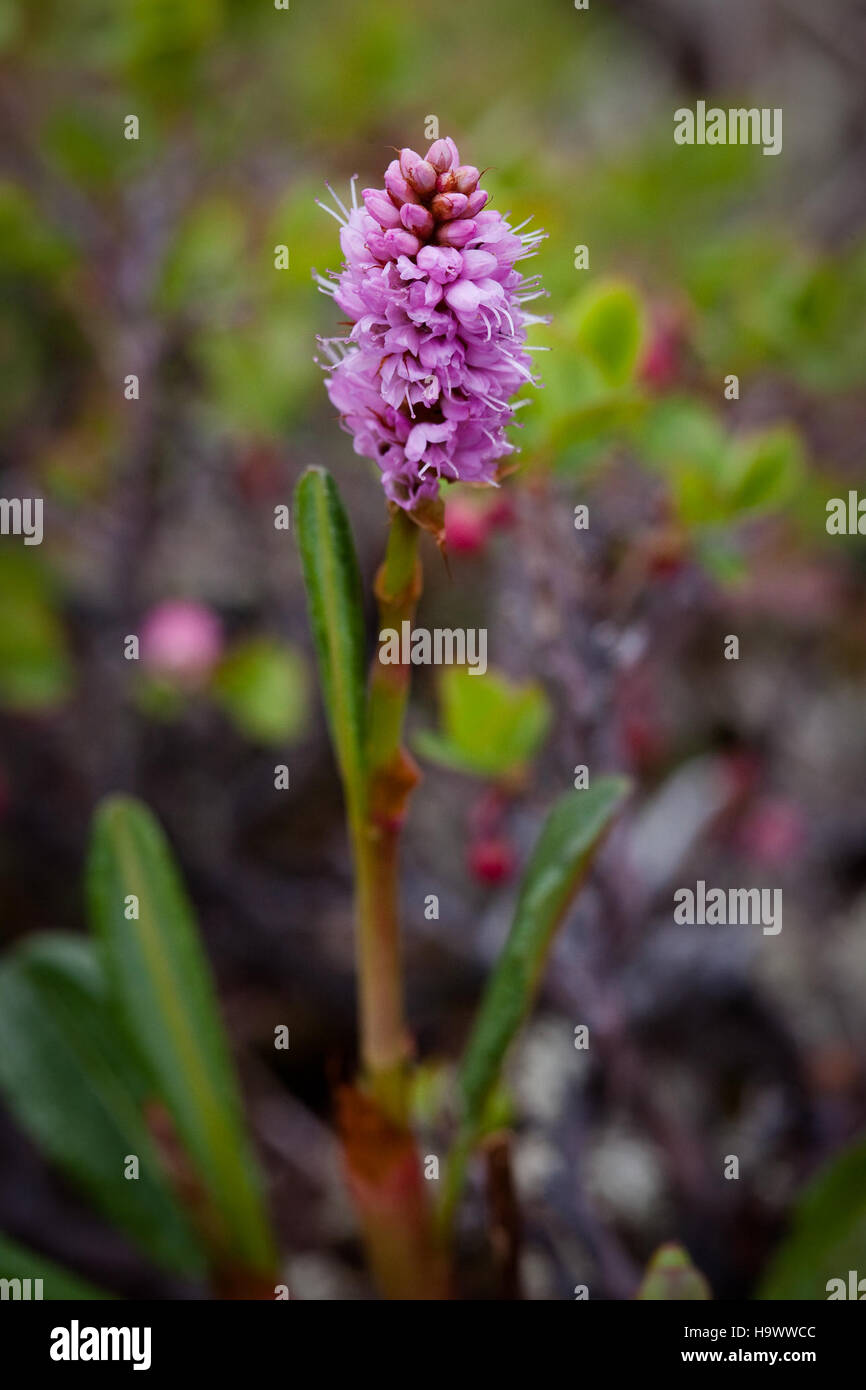denalinps 7833396232 Pink Plumes Stock Photo - Alamy