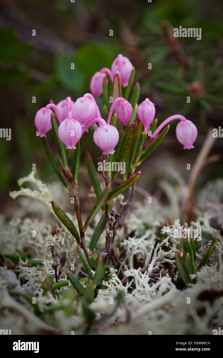 Bog rosemary plant plant hi-res stock photography and images - Alamy