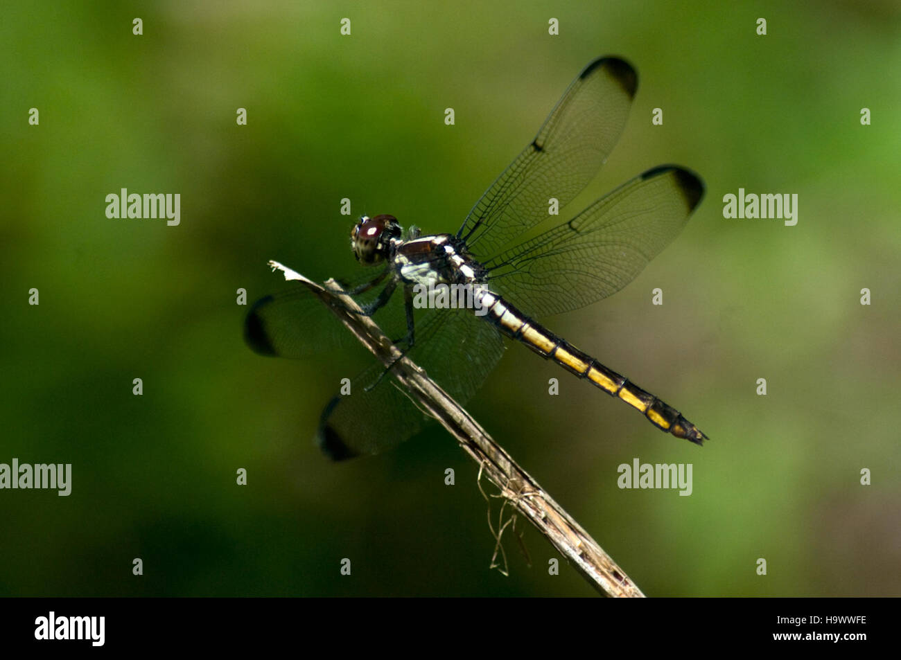 Congaree National Park, home to one of the last intact floodplain ...