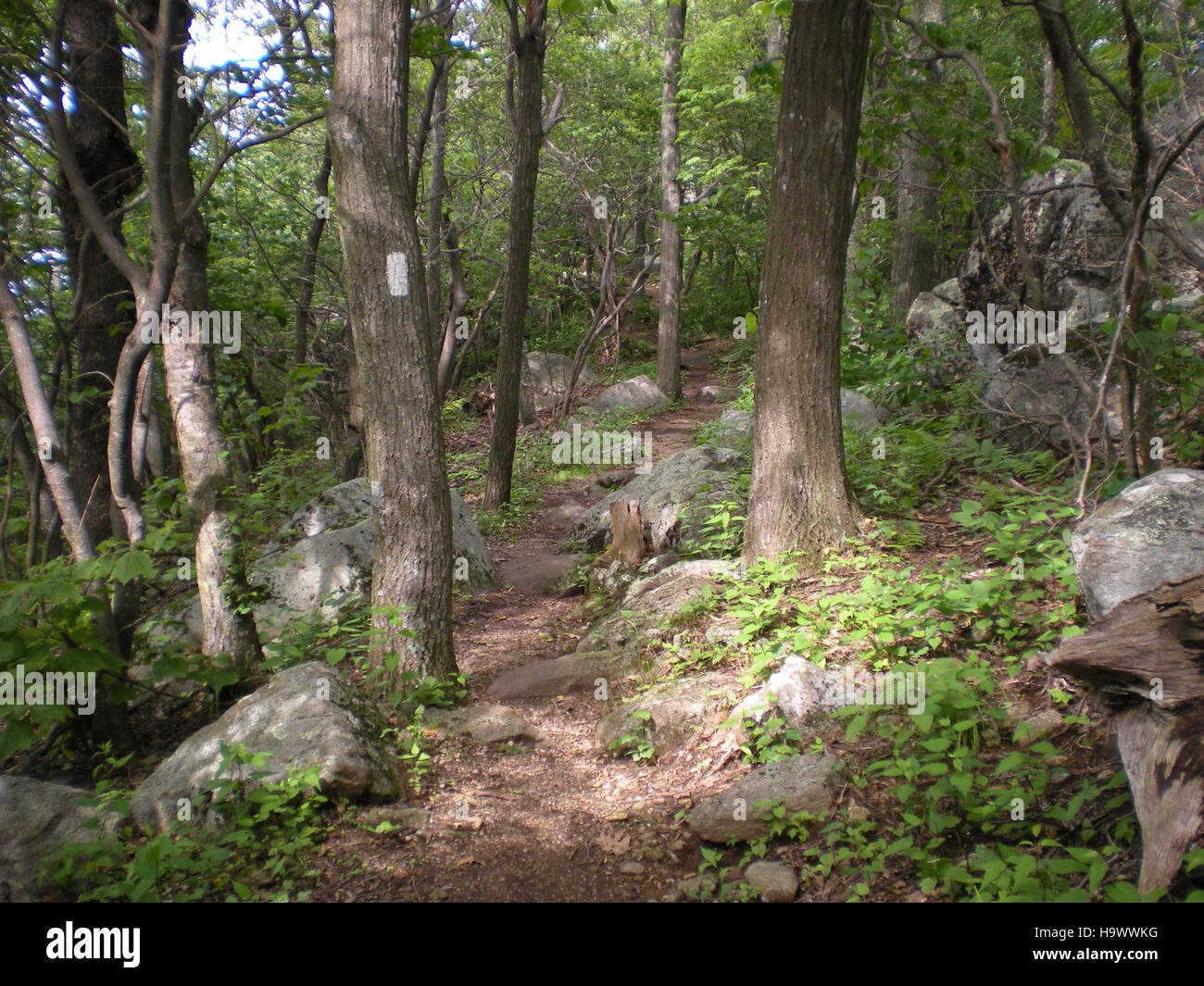 The Appalachian National Scenic Trail, near Thunder Ridge Overlook ...