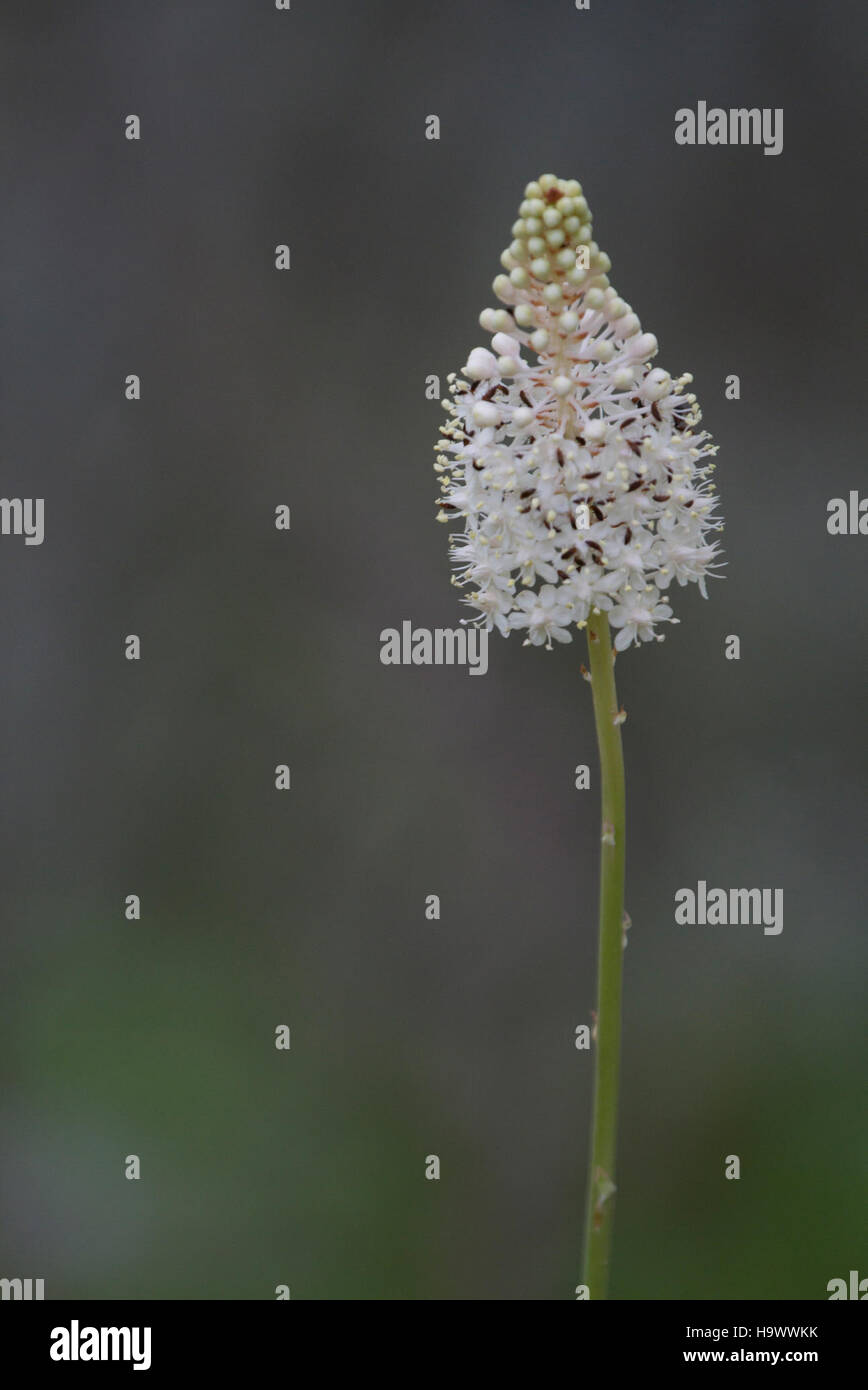 Fly poison plants bloom along Skyline Drive in the Central District ...