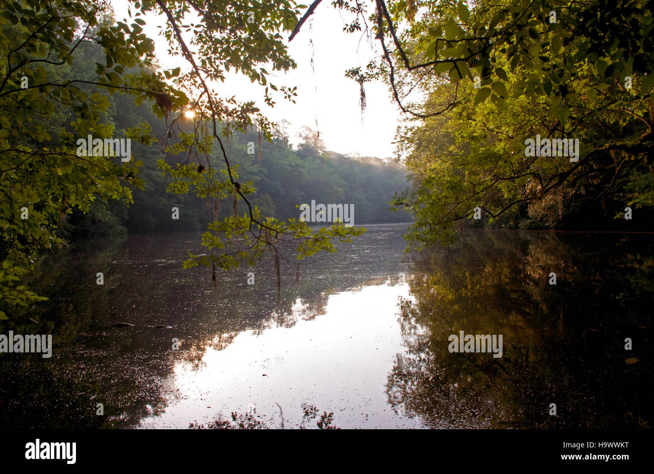 Congaree National Park protects a rich floodplain ecosystem and ...