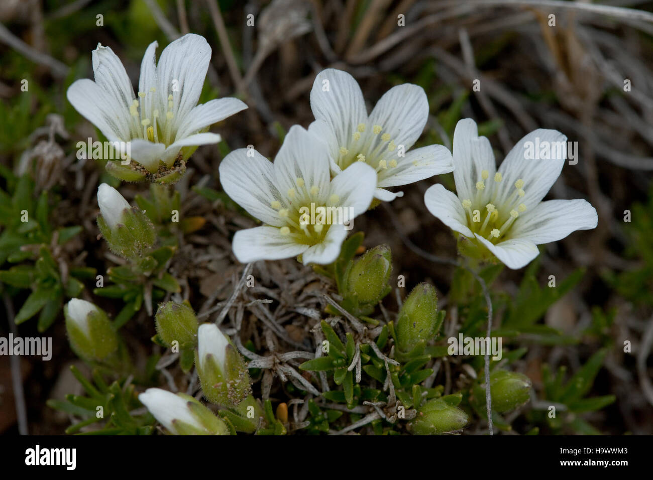 The Arctic Sandwort, a resilient plant species, thrives in Denali ...