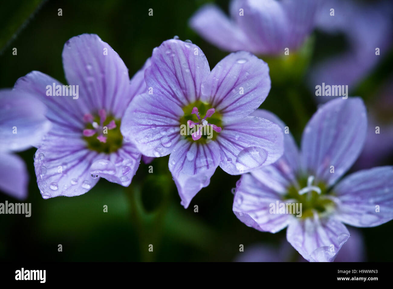 Denali National Park’s spring beauty, including wildflowers and ...