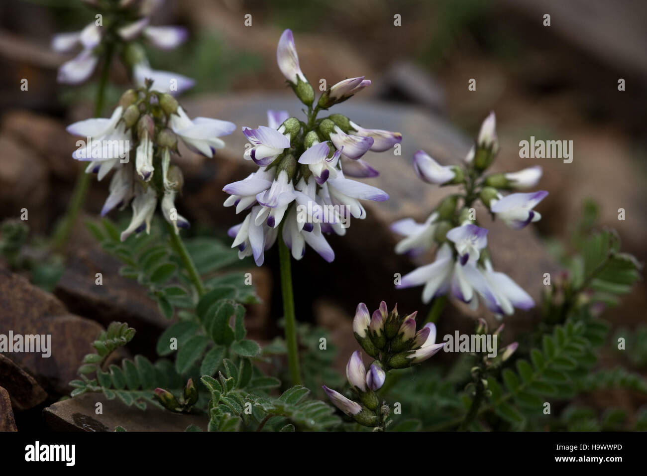 The Alpine Milk Vetch is a rare plant found in Denali National Park ...