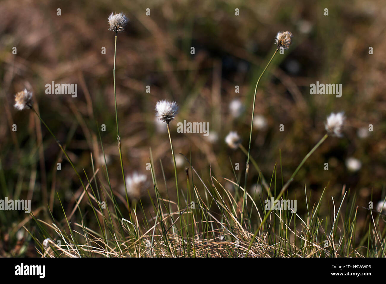 Alaska Cotton Grass High Resolution Stock Photography and Images - Alamy
