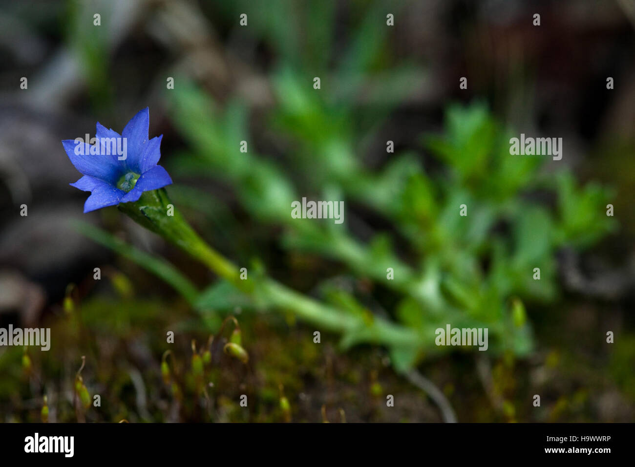 Moss Gentian, a wildflower native to Denali National Park in Alaska ...