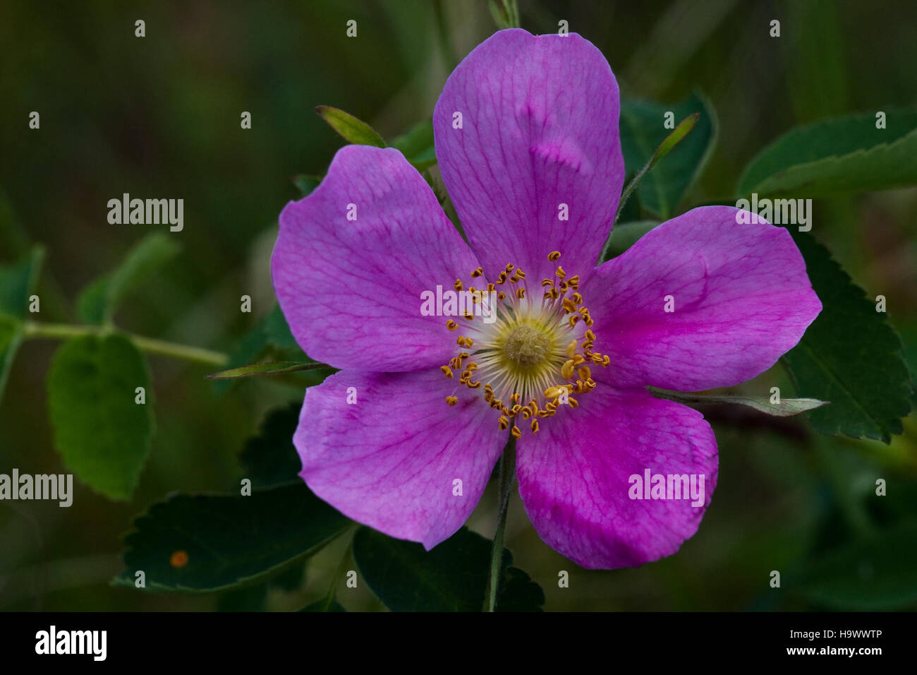 Prickly rose hi-res stock photography and images - Alamy