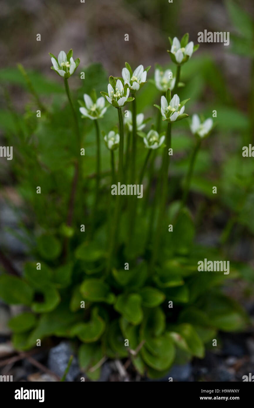 The Small Grass of Parnassus, a rare plant species, thrives in Denali ...