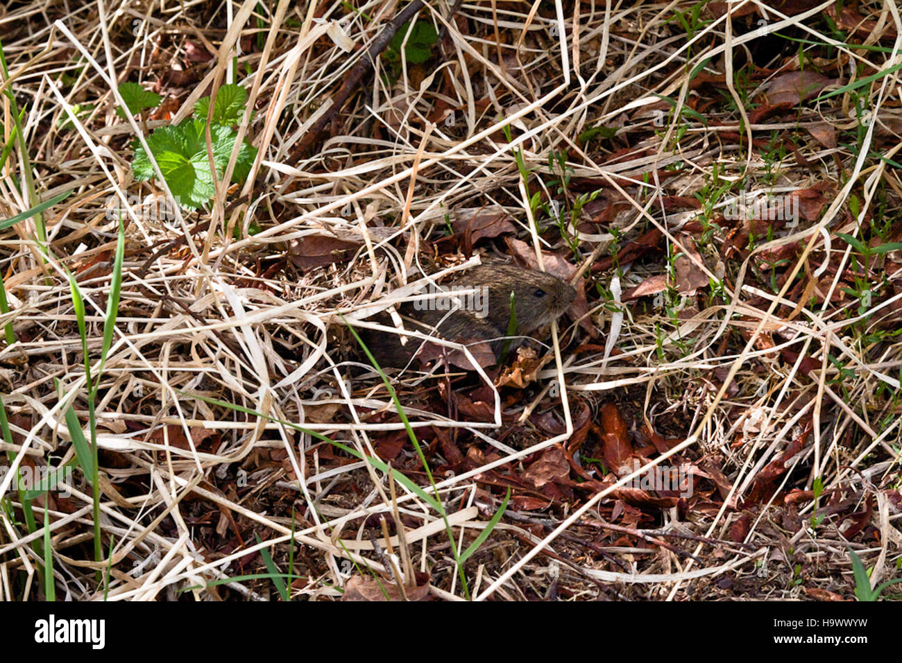 Bering land bridge tundra hi-res stock photography and images - Alamy