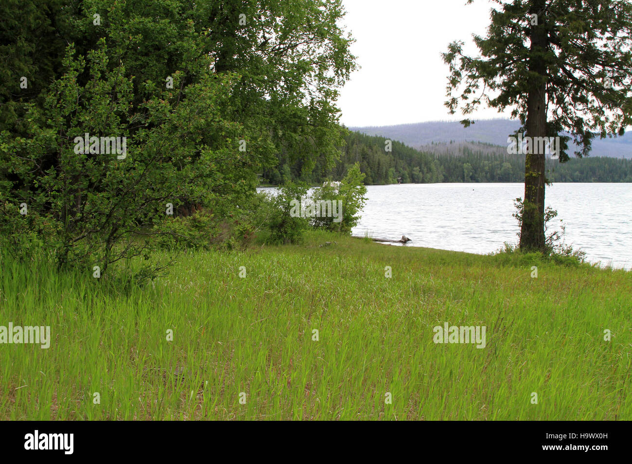 Ryan Beach-Meadow, located near the west entrance of Glacier National ...