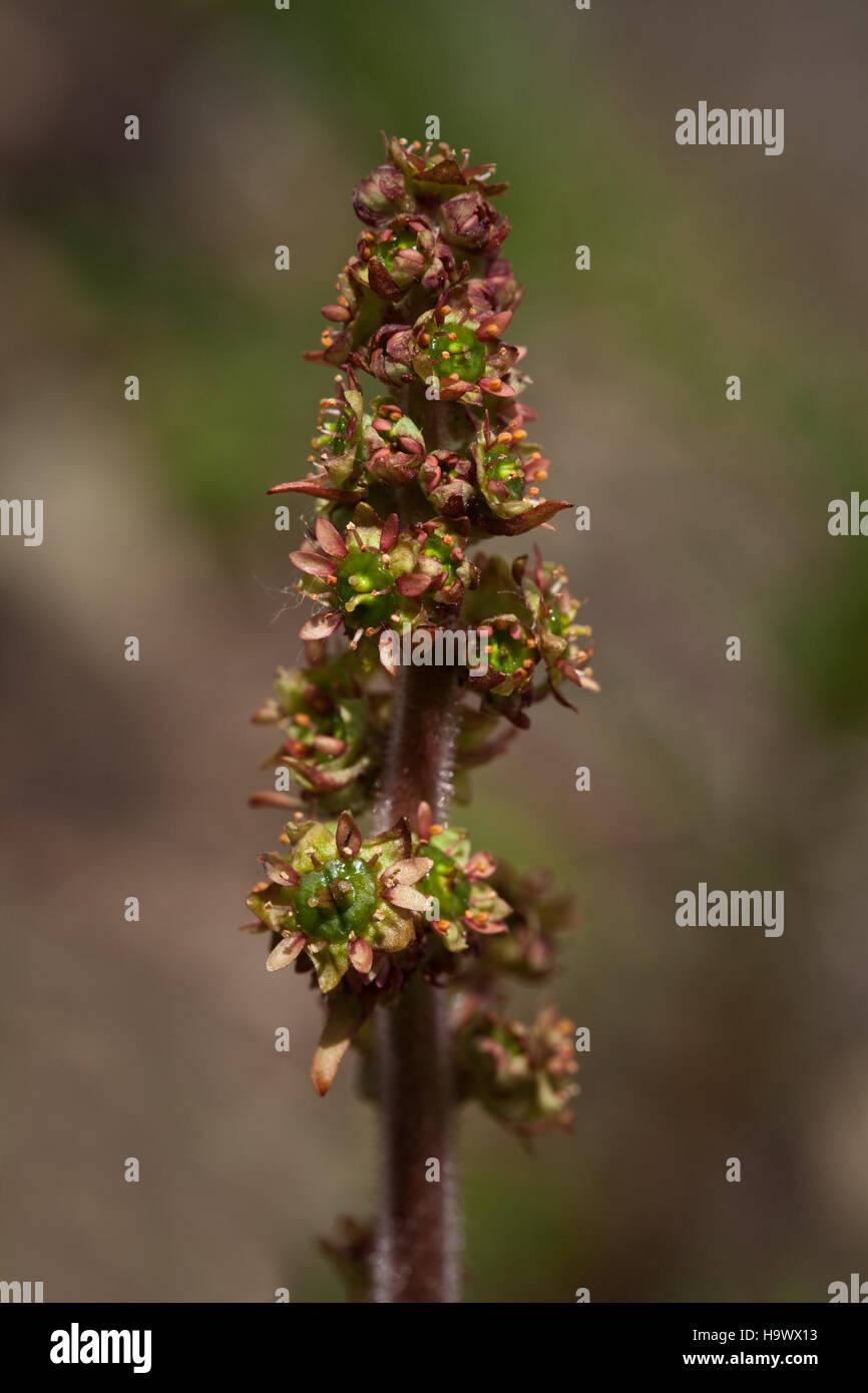 Stiff stem hi-res stock photography and images - Alamy