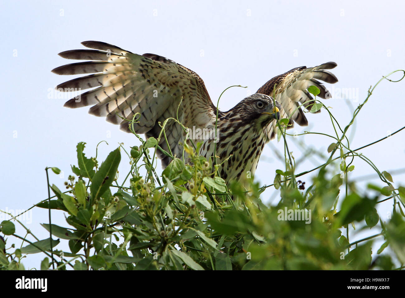 The Red-Shouldered Hawk, photographed in Everglades National Park, is a ...