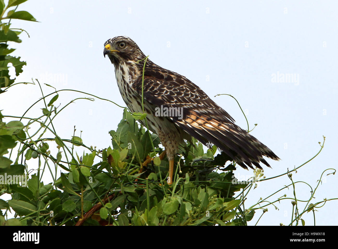 The image features a Red-Shouldered Hawk in flight, captured in ...