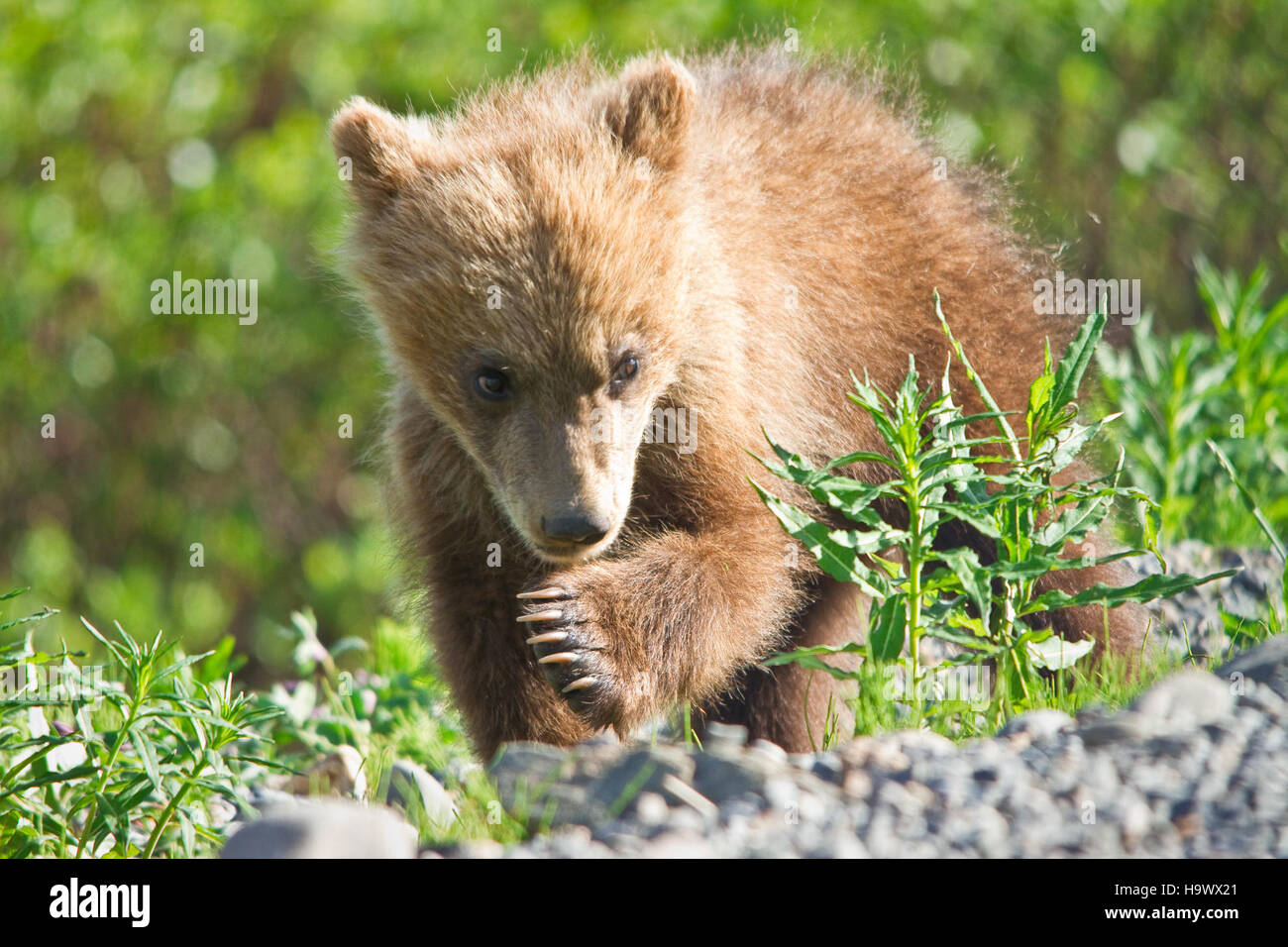 A young grizzly cub from the Bashful Springer family in Denali National ...