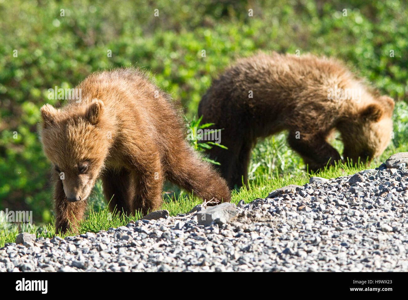 Springer Grizzly Cubs captured in Denali National Park. These young ...