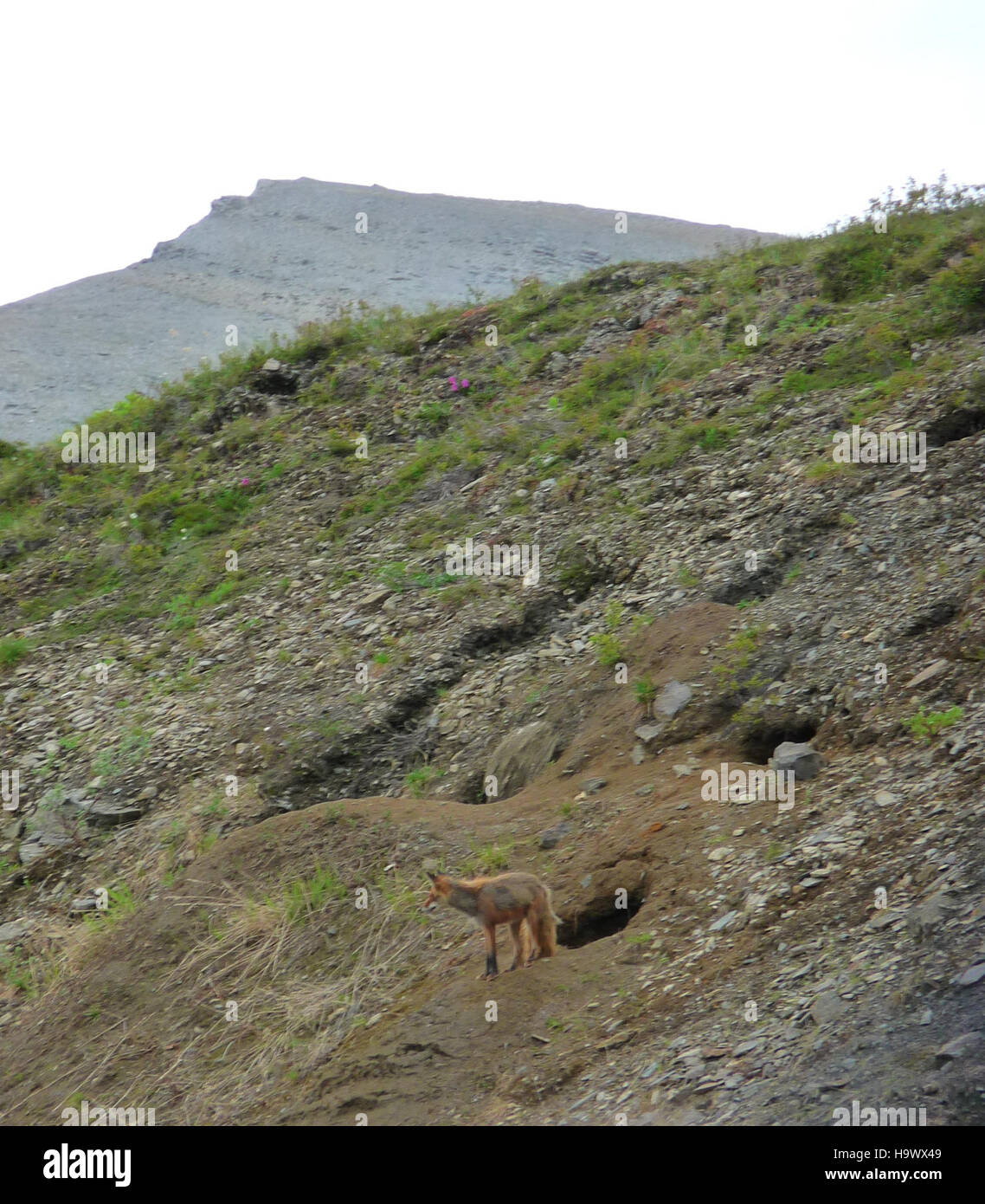 The Red Fox is a key species within the Bering Land Bridge National ...