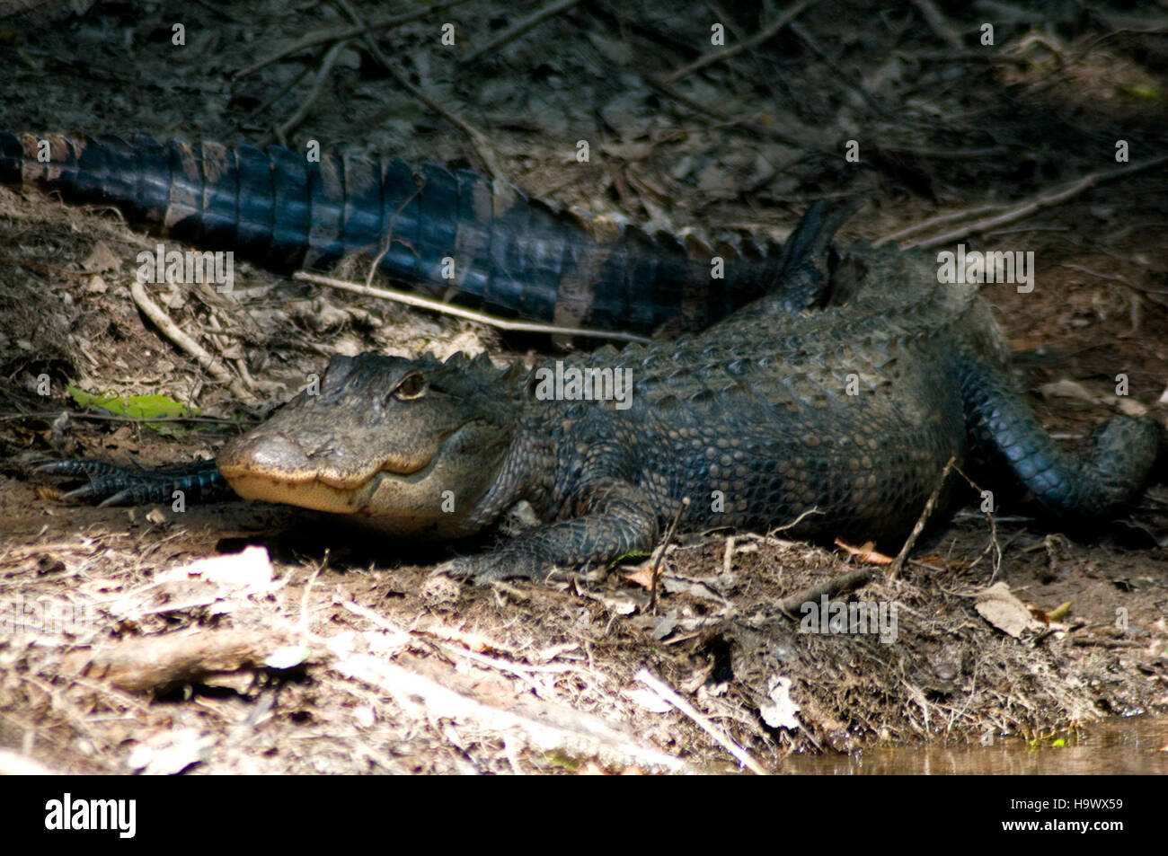 South alligator river system hi-res stock photography and images - Alamy