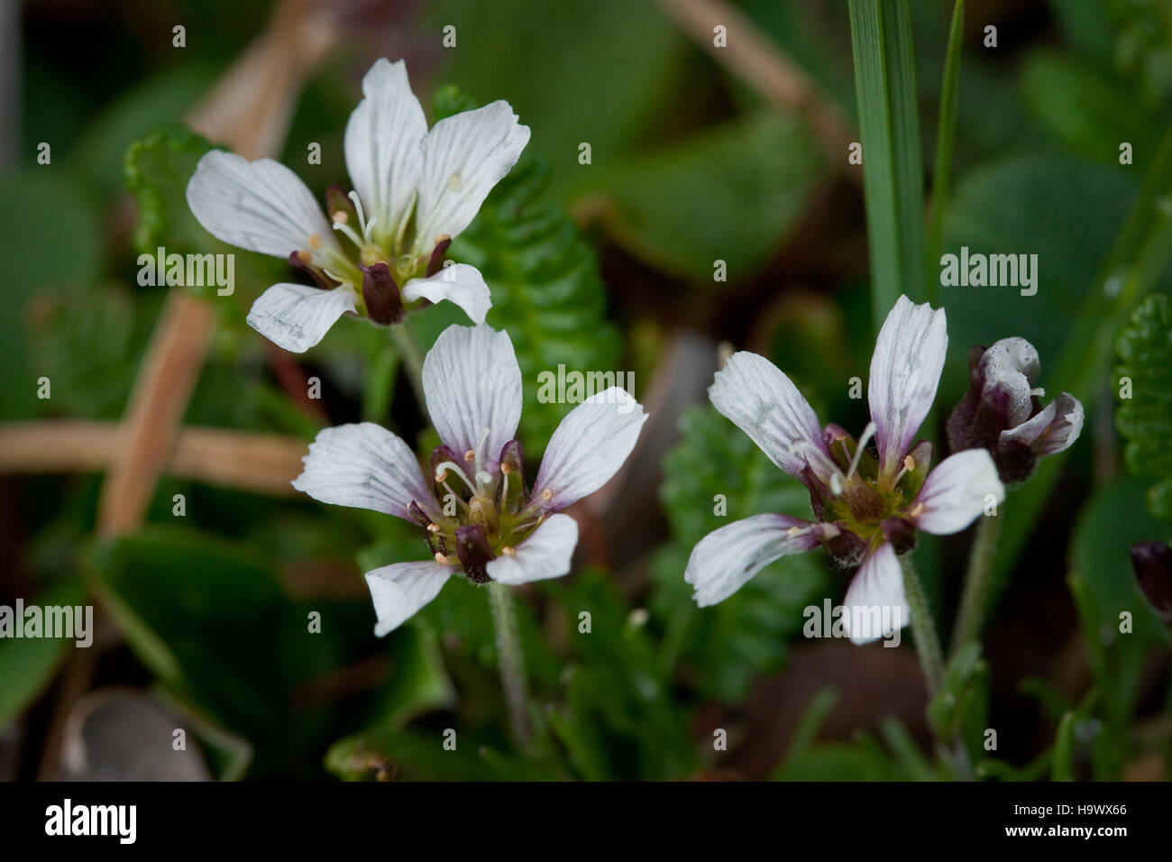 Arctic stitchwort hi-res stock photography and images - Alamy