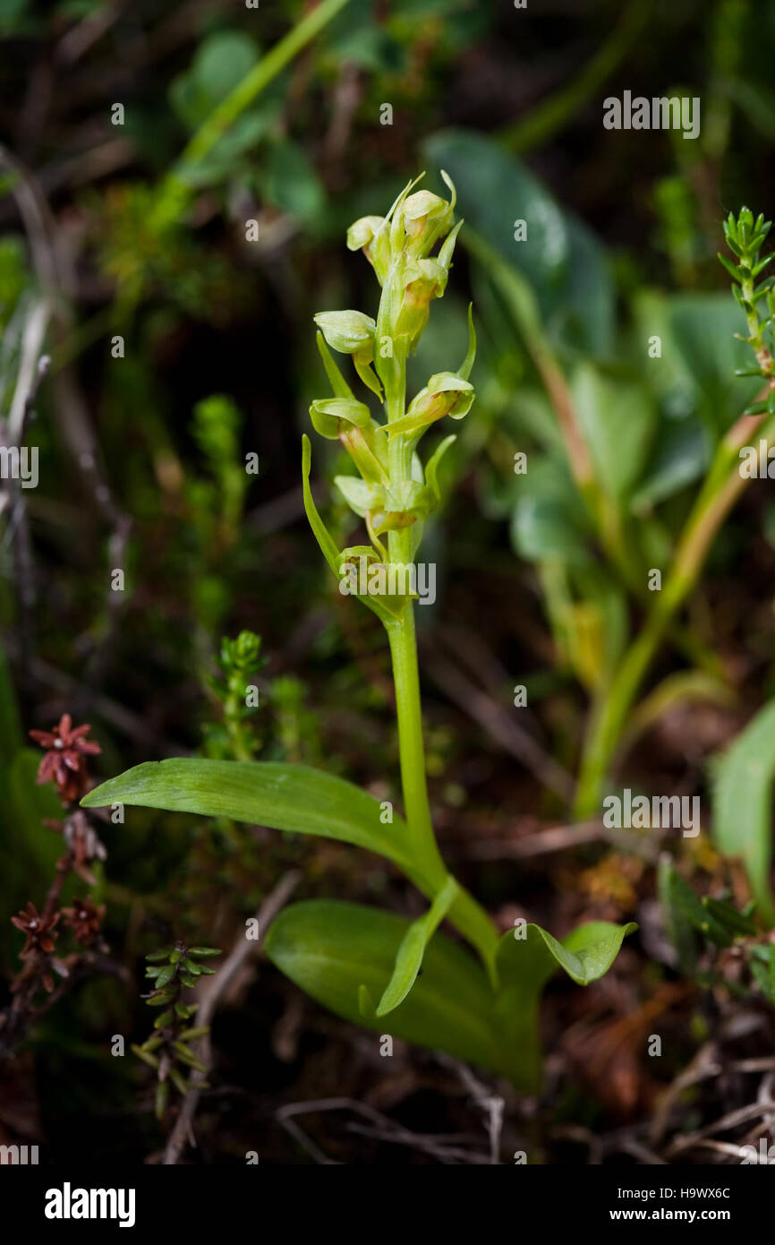 The rare frog orchid, native to Denali National Park, highlights the ...
