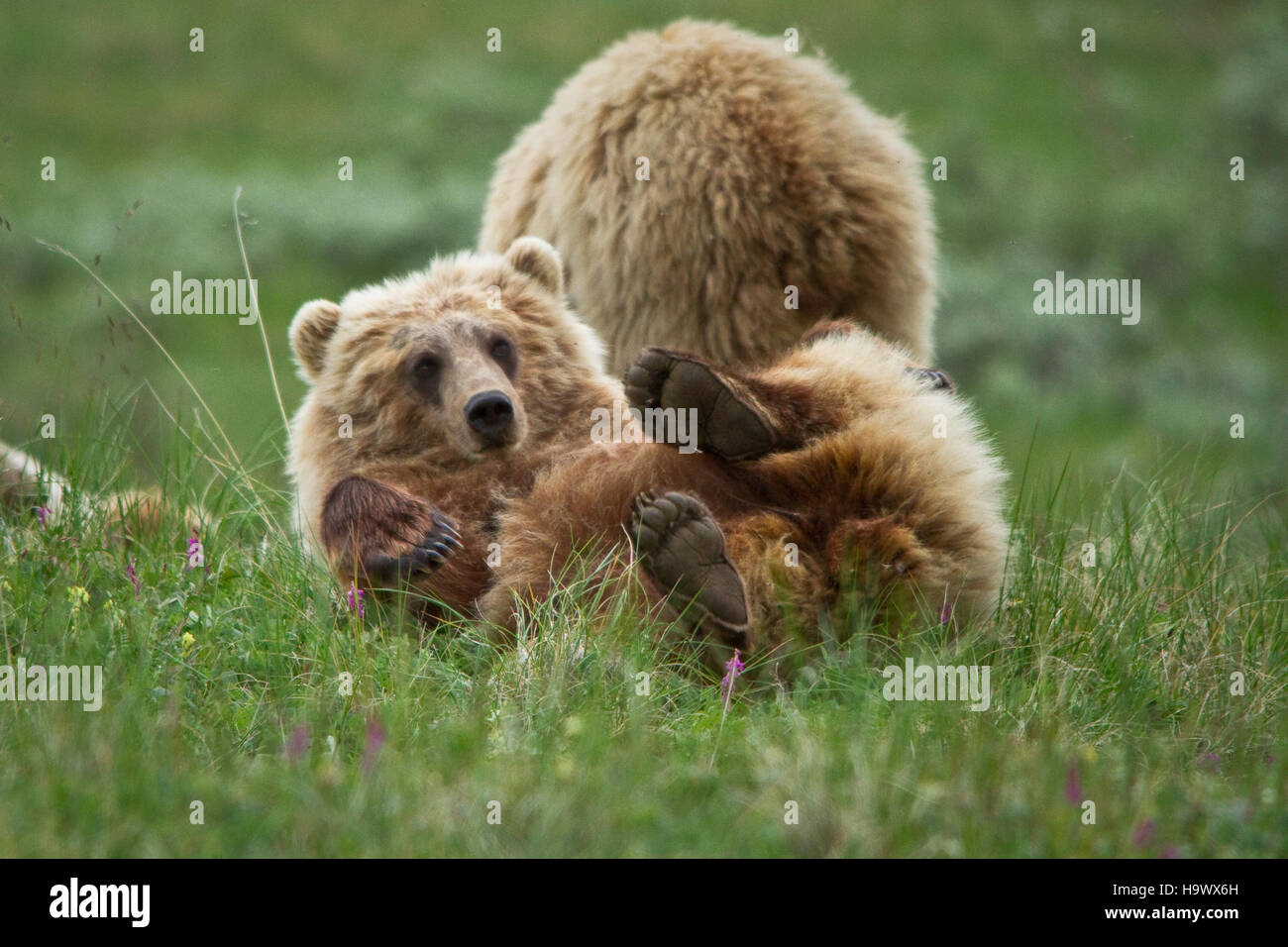 Grizzly playtime hi-res stock photography and images - Alamy