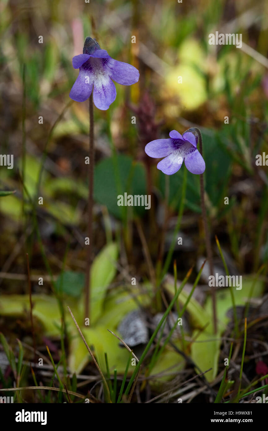 The common butterwort, a carnivorous plant, thrives in Denali National ...