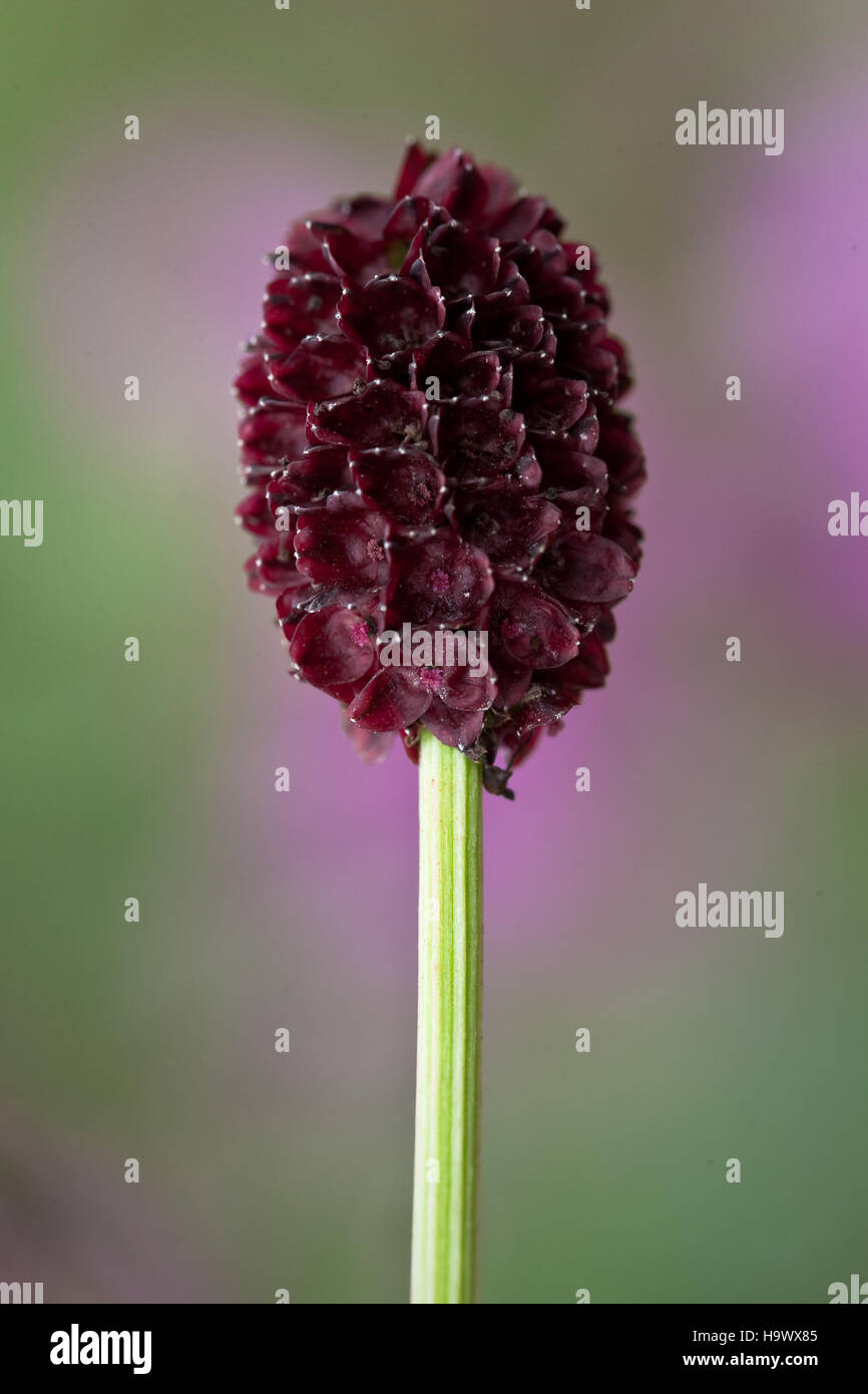 denalinps 7833415974 Red Burnet Stock Photo - Alamy