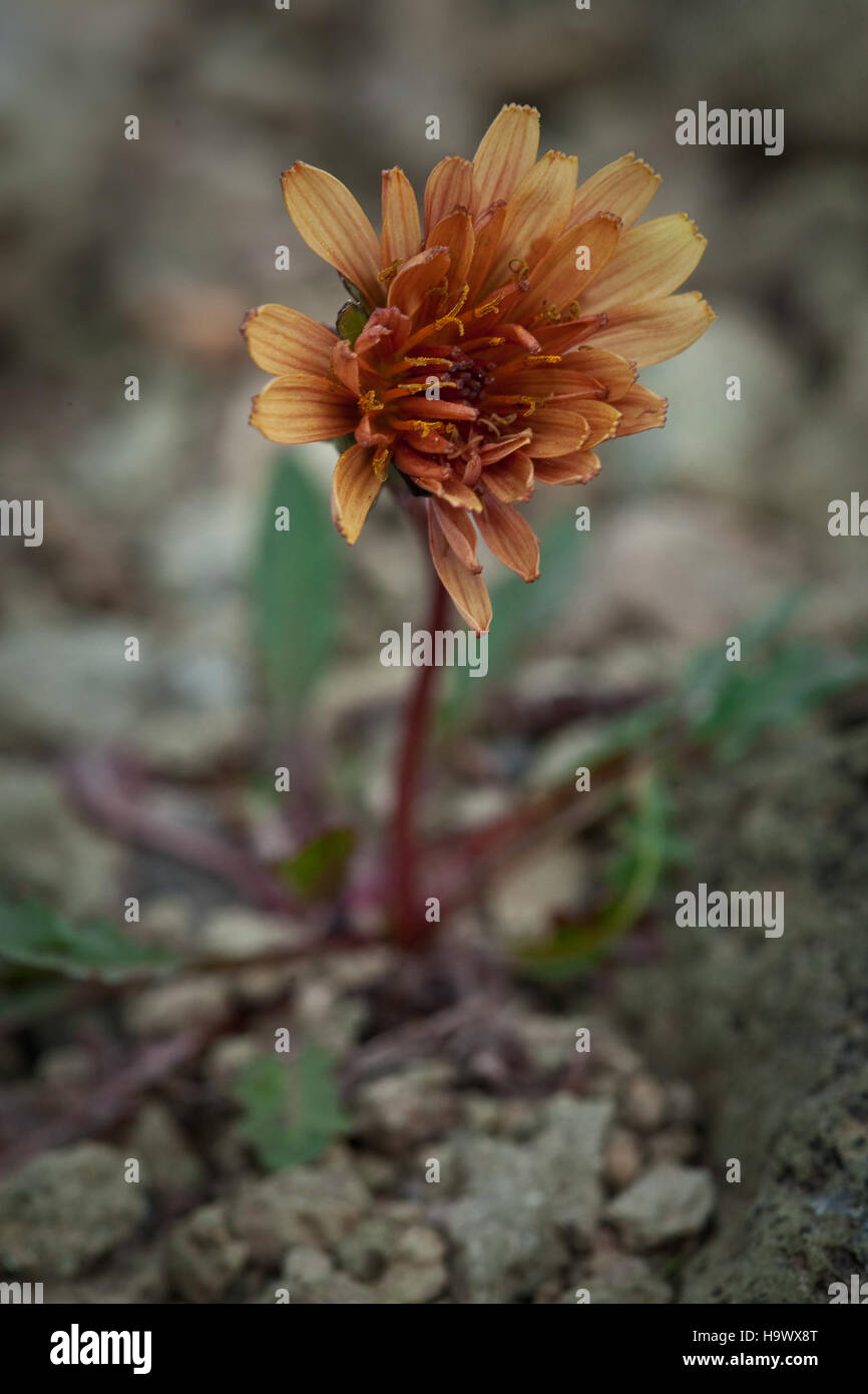 This image from Denali National Park features a pink dandelion ...