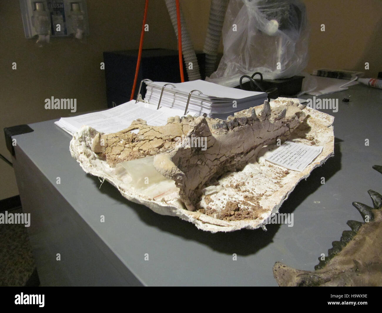 A fossilized jaw of Archaeotherium is displayed on a plaster field ...