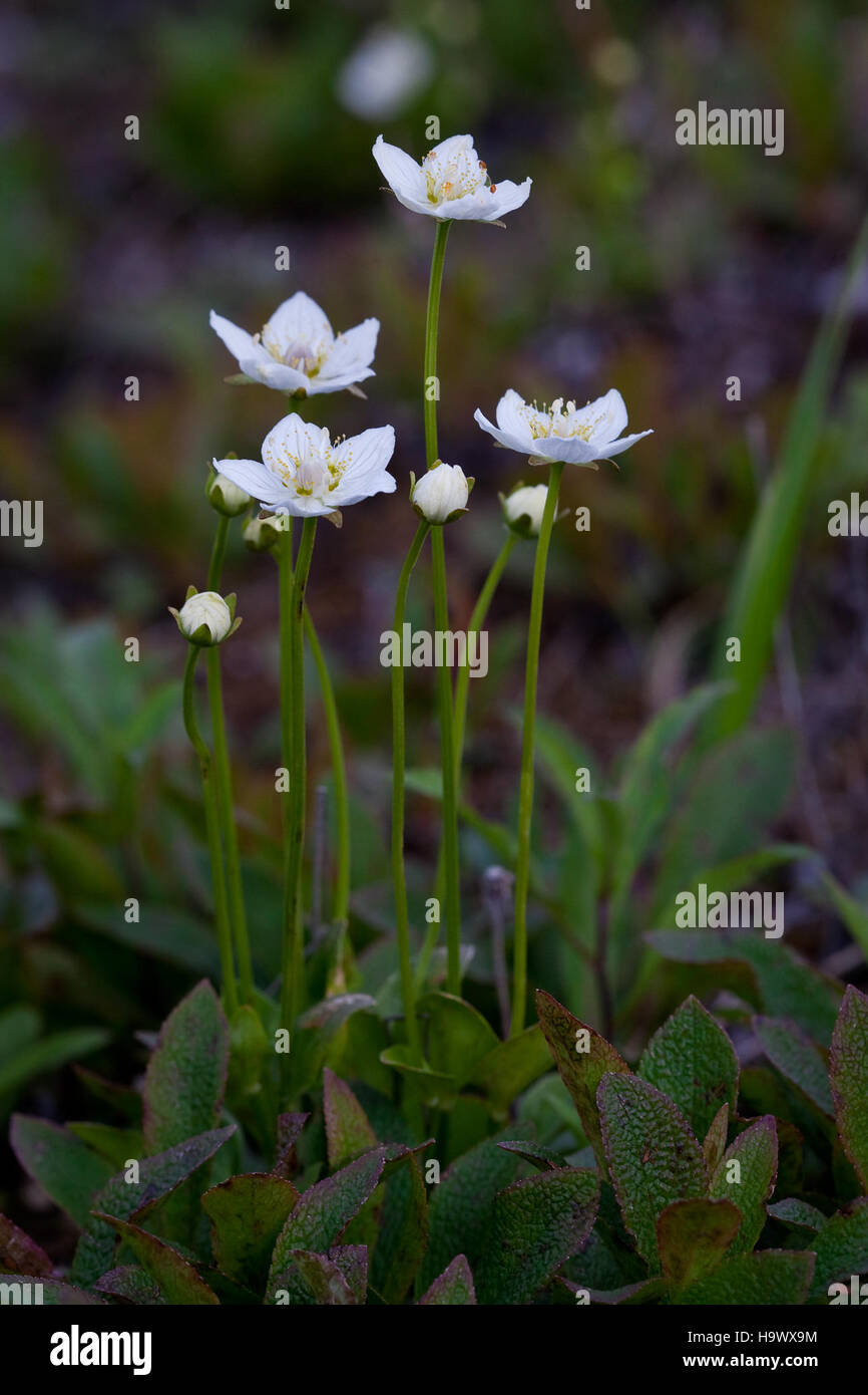 The Grass of Parnassus, a rare alpine flower, blooms in Denali National ...