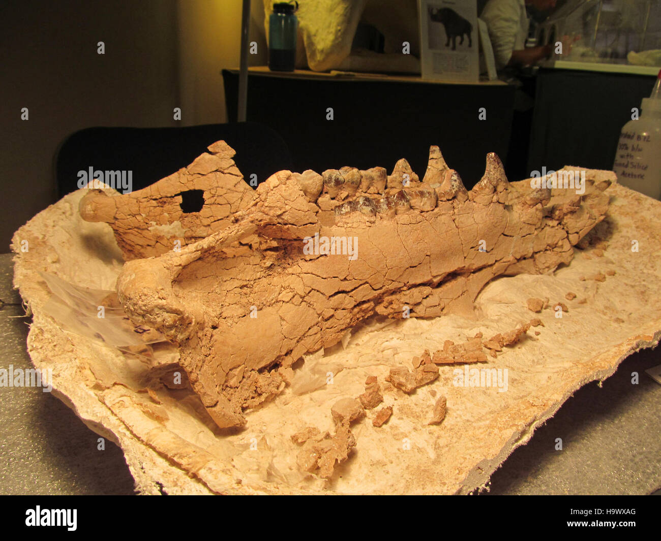 This image shows the jaw of an Archaeotherium, an extinct mammal ...