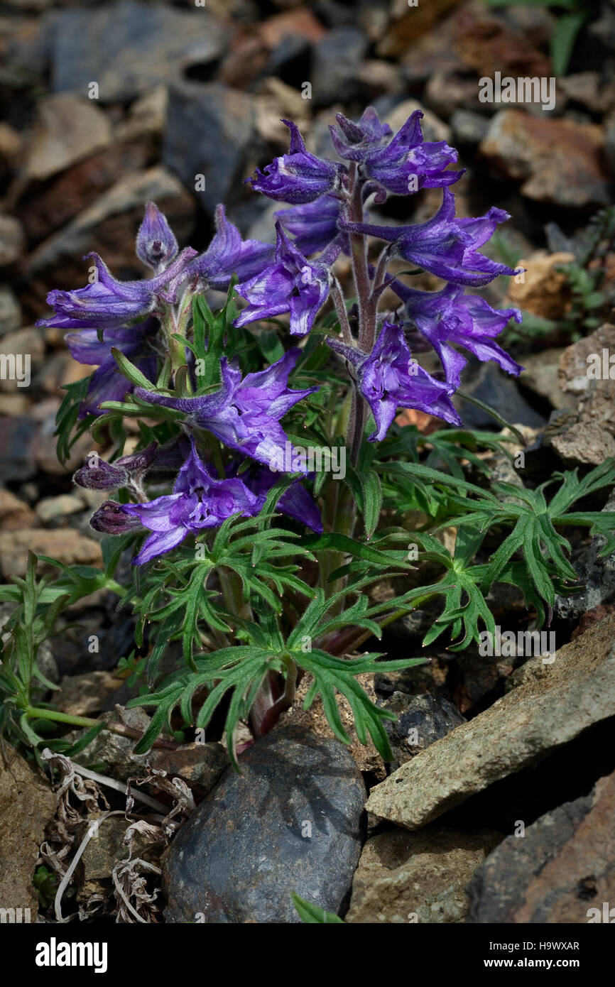 Dwarf Larkspur, a native plant species, thrives in Denali National Park ...