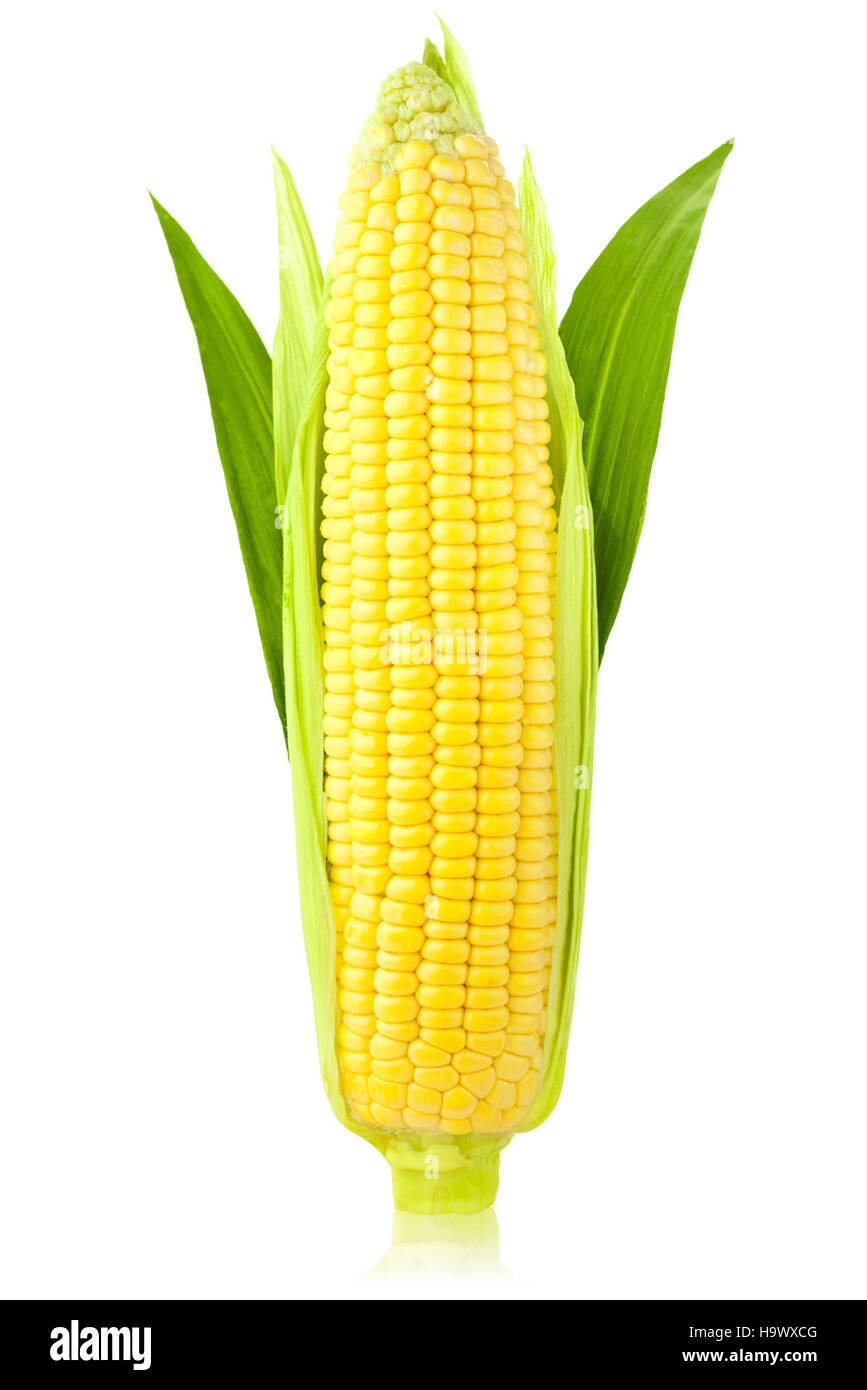An ear of corn is displayed in this image, highlighting its importance ...