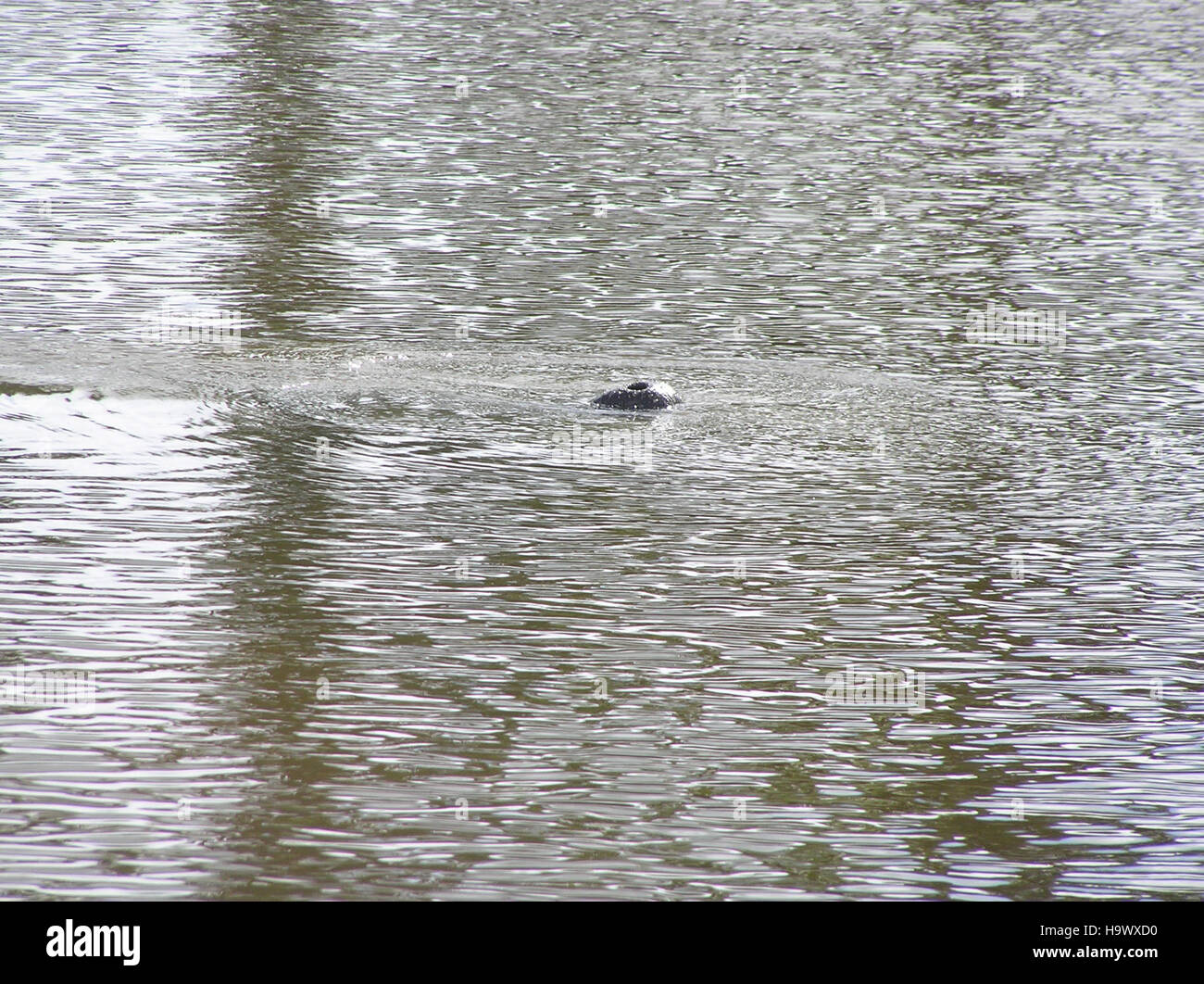 Manatee nose hi-res stock photography and images - Alamy