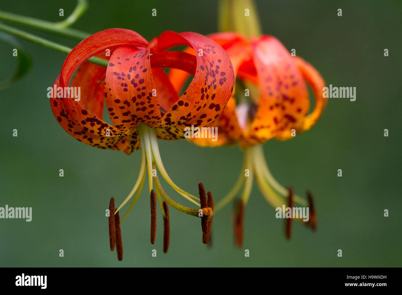 A vibrant Turks Cap Lily in full bloom during the summer season in a U ...