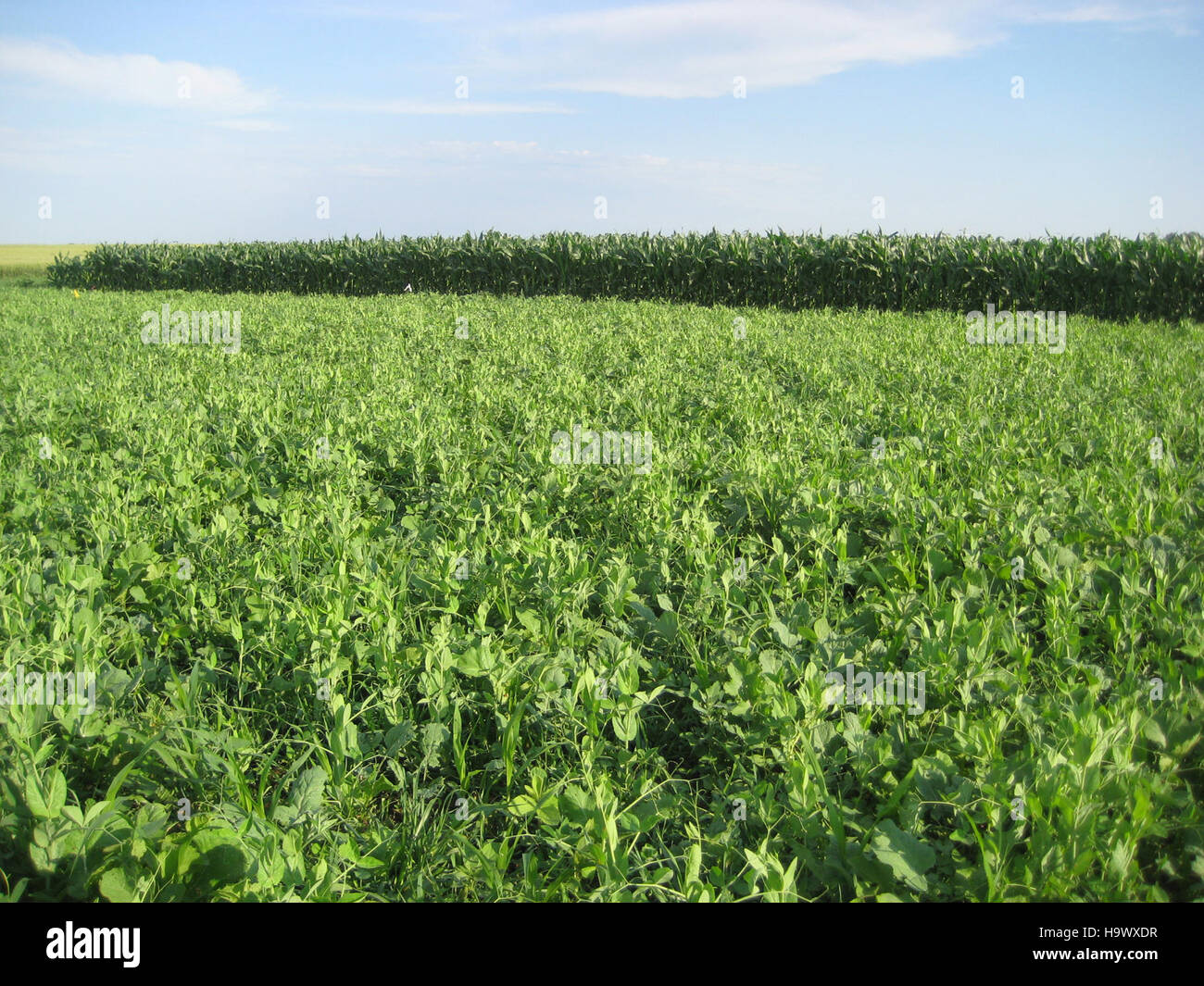 The USDA promotes the use of cover crop mixtures to improve soil health ...