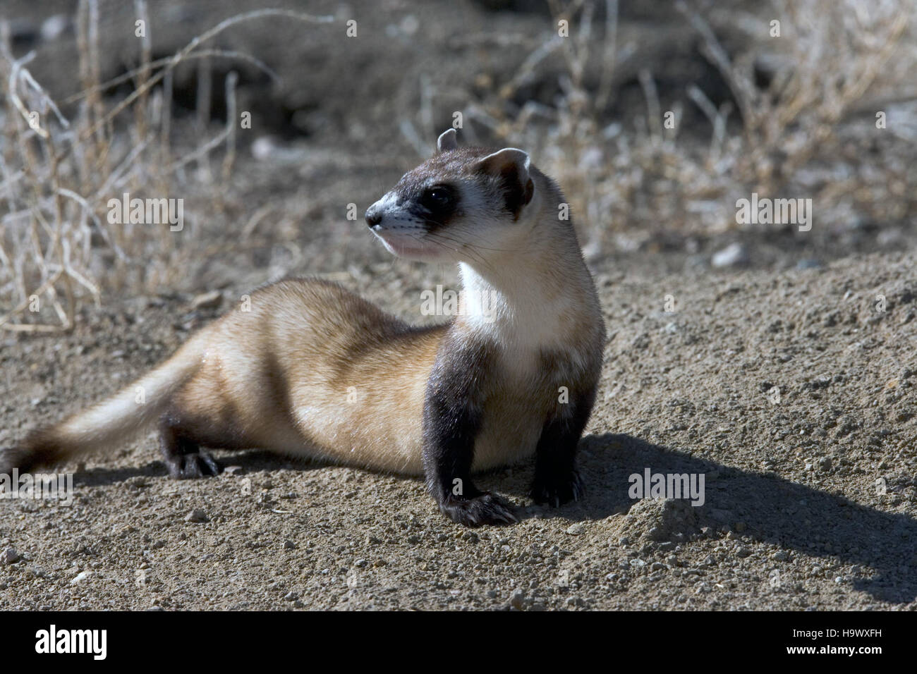 This image from USDA APHIS Wildlife Services shows black-footed ferrets ...