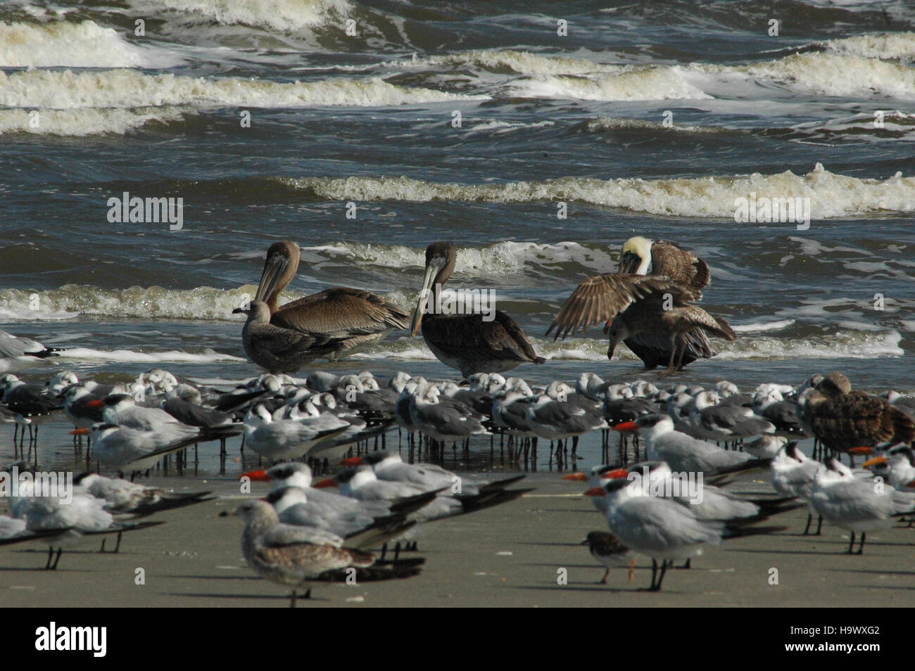 This photograph captures various shore birds, highlighting their ...
