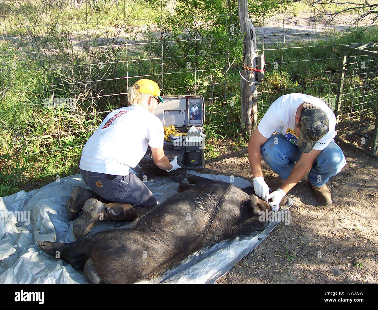 Aphis species hi-res stock photography and images - Alamy