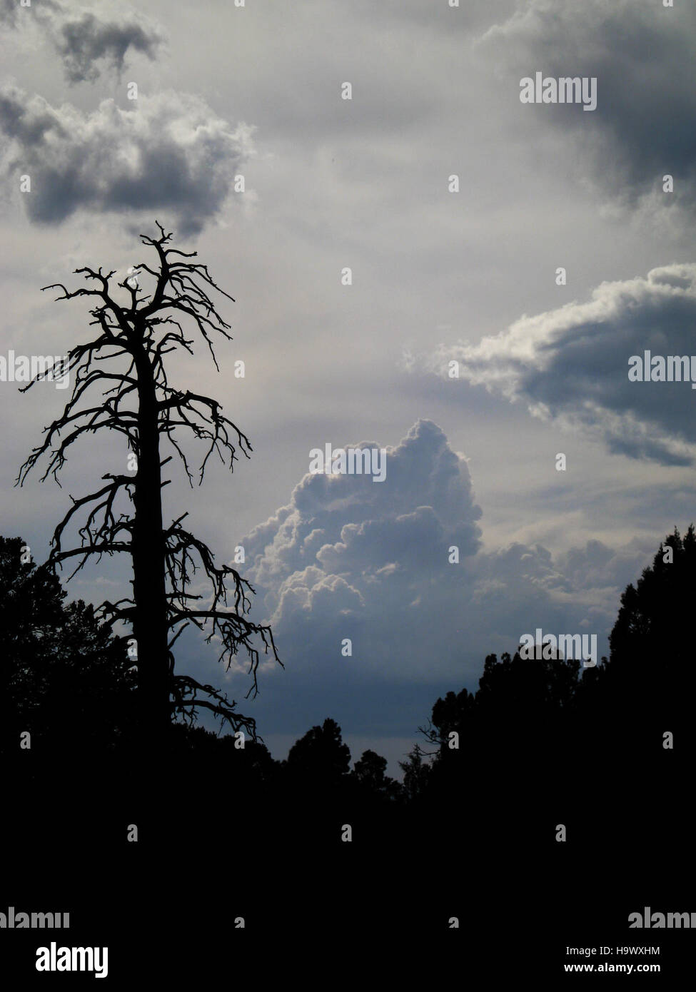 This image, labeled Zionnps 8119670286 Thunderhead, likely refers to a ...