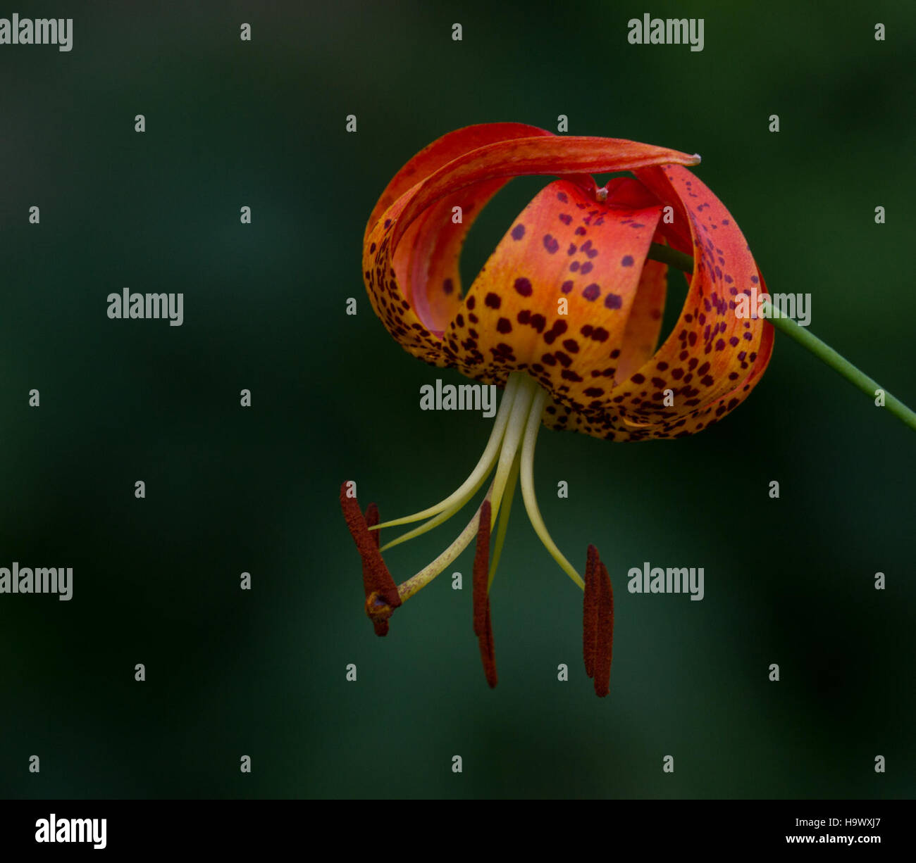 This photograph showcases the Turk’s Cap Lily, a striking flower known ...