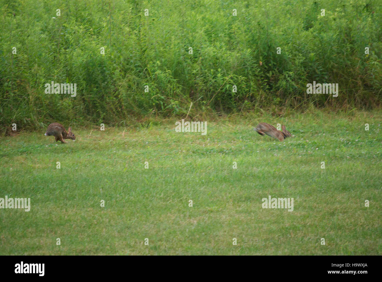 This image shows cottontail rabbits playing at Cottontail Farm, a site ...