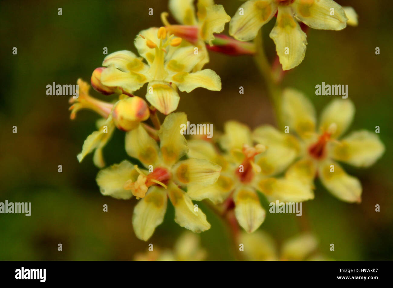 Human migration beringia hi-res stock photography and images - Alamy