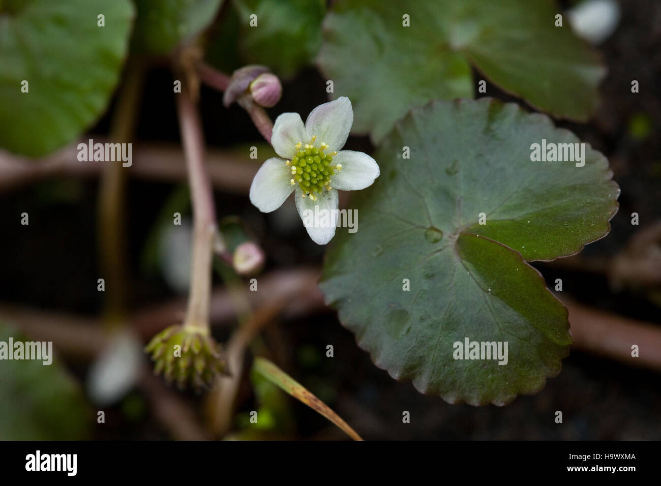 denalinps 7833284022 Floating Marsh Marigold Stock Photo - Alamy