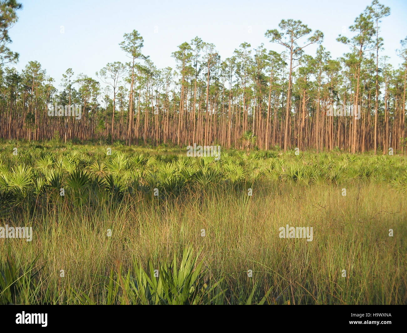 The Long Pine Key Nature Trail in Everglades National Park offers ...