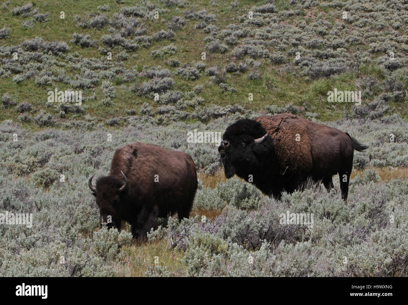 This photograph captures a bison pair, a cow and bull, during their ...